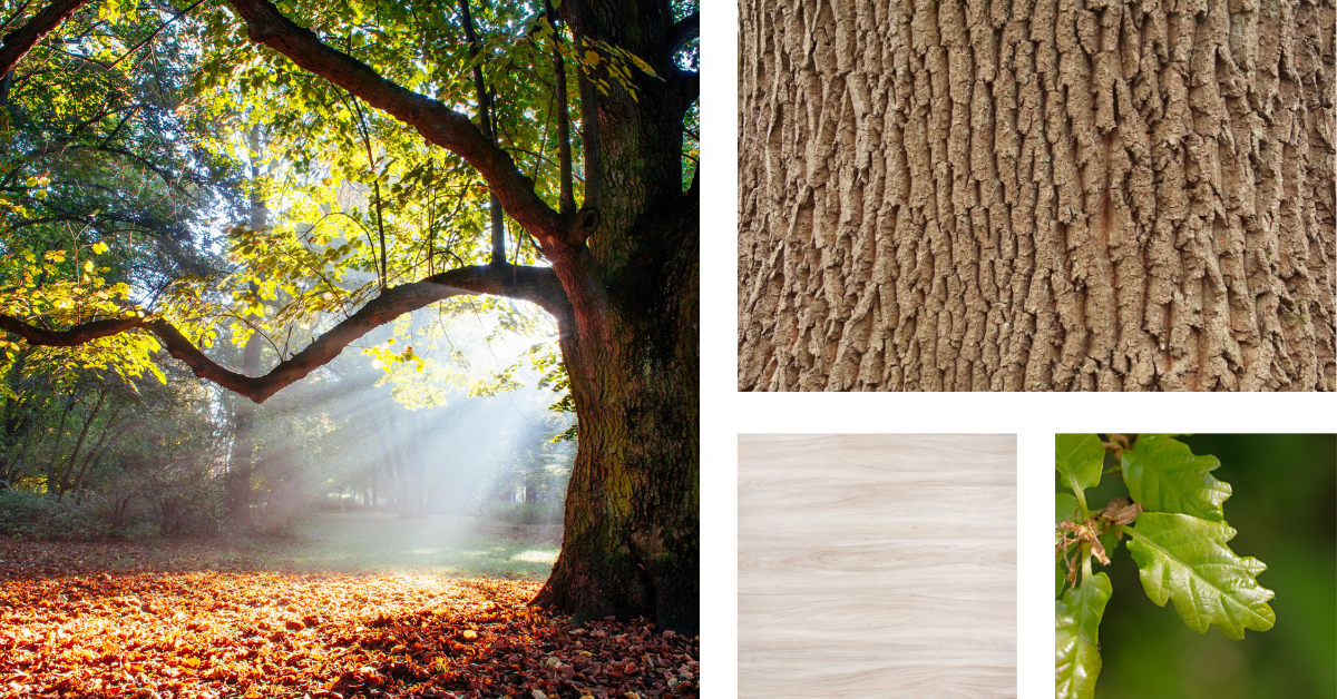 An introduction to the mighty English Oak - Oredinary Furnishing